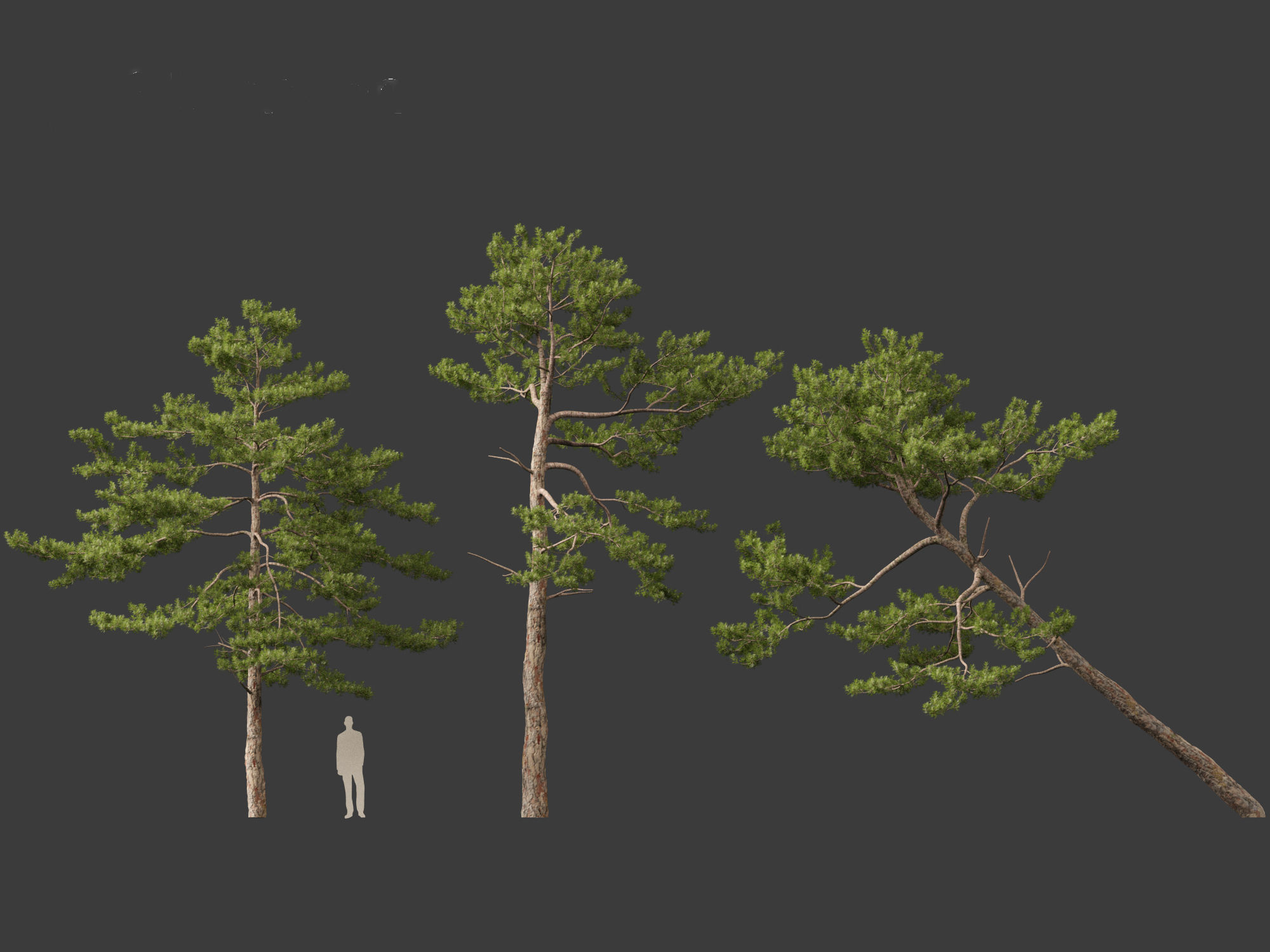Pinus tabuliformis - Chinese pine 3D model | CGTrader