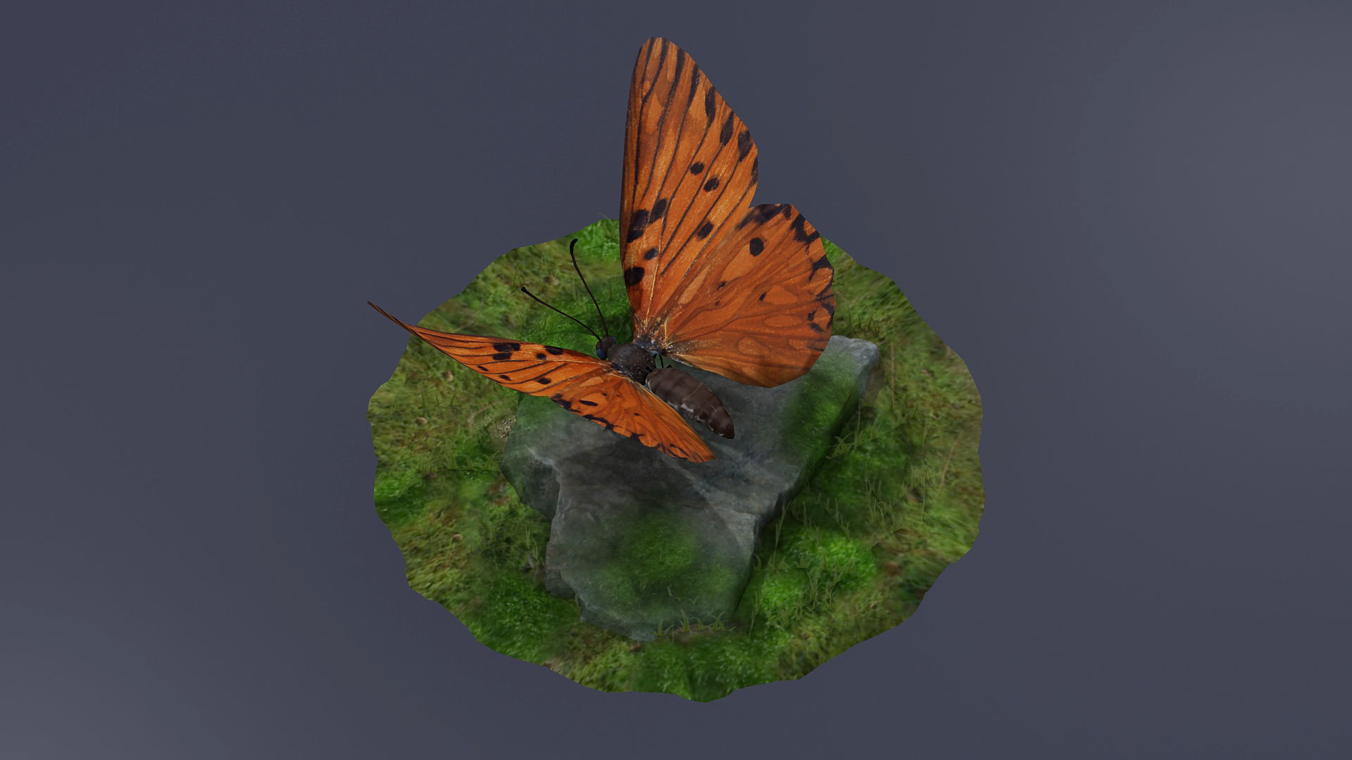 Danaus Plexippus Butterfly Milkweed Monarch 3D model | CGTrader