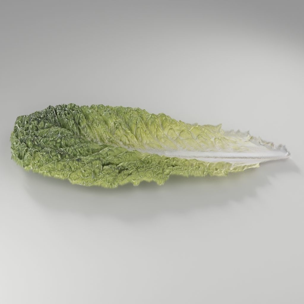 3D model Lettuce Romaine Leaf VR / AR / low-poly | CGTrader