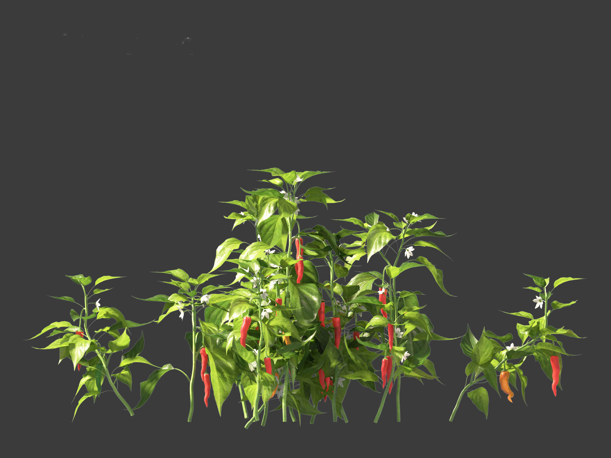 Capsicum annuum - Bell pepper 3D model | CGTrader