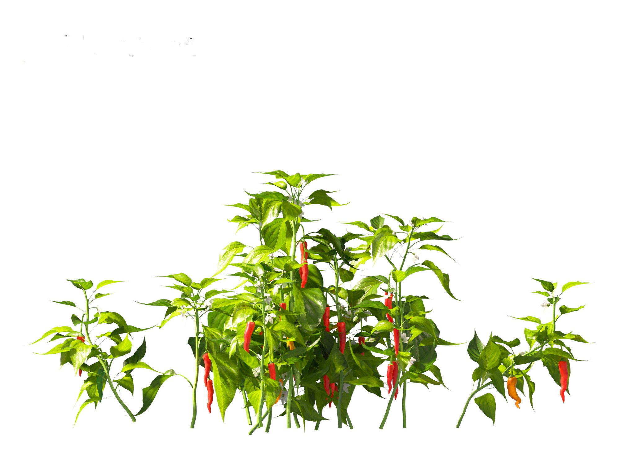 Capsicum annuum - Bell pepper 3D model | CGTrader