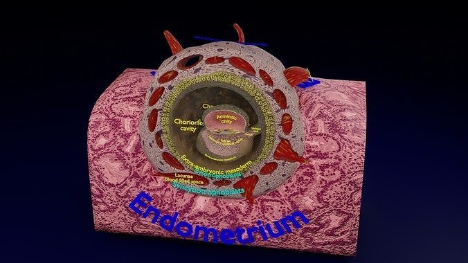 Human Gastrulation Animation