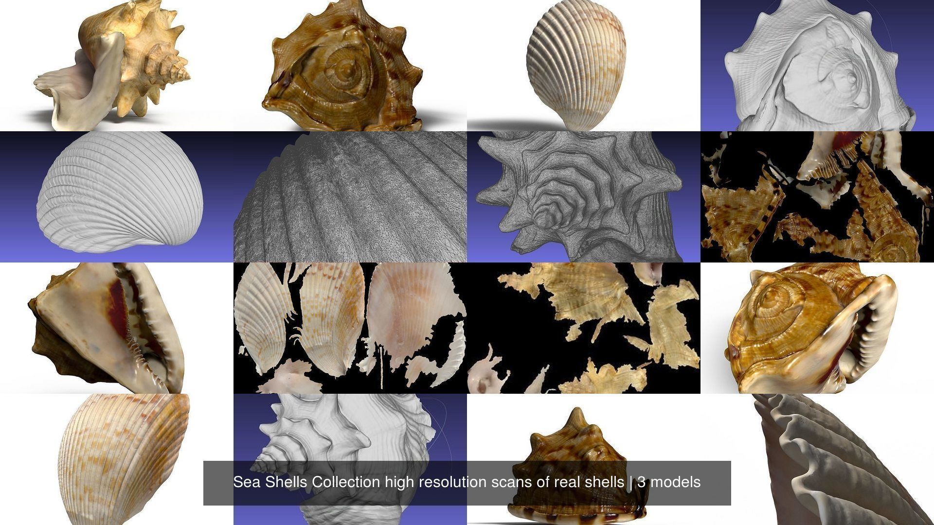 Sea Shells 3 Pack high resolution scans of real shells 3D Model ...