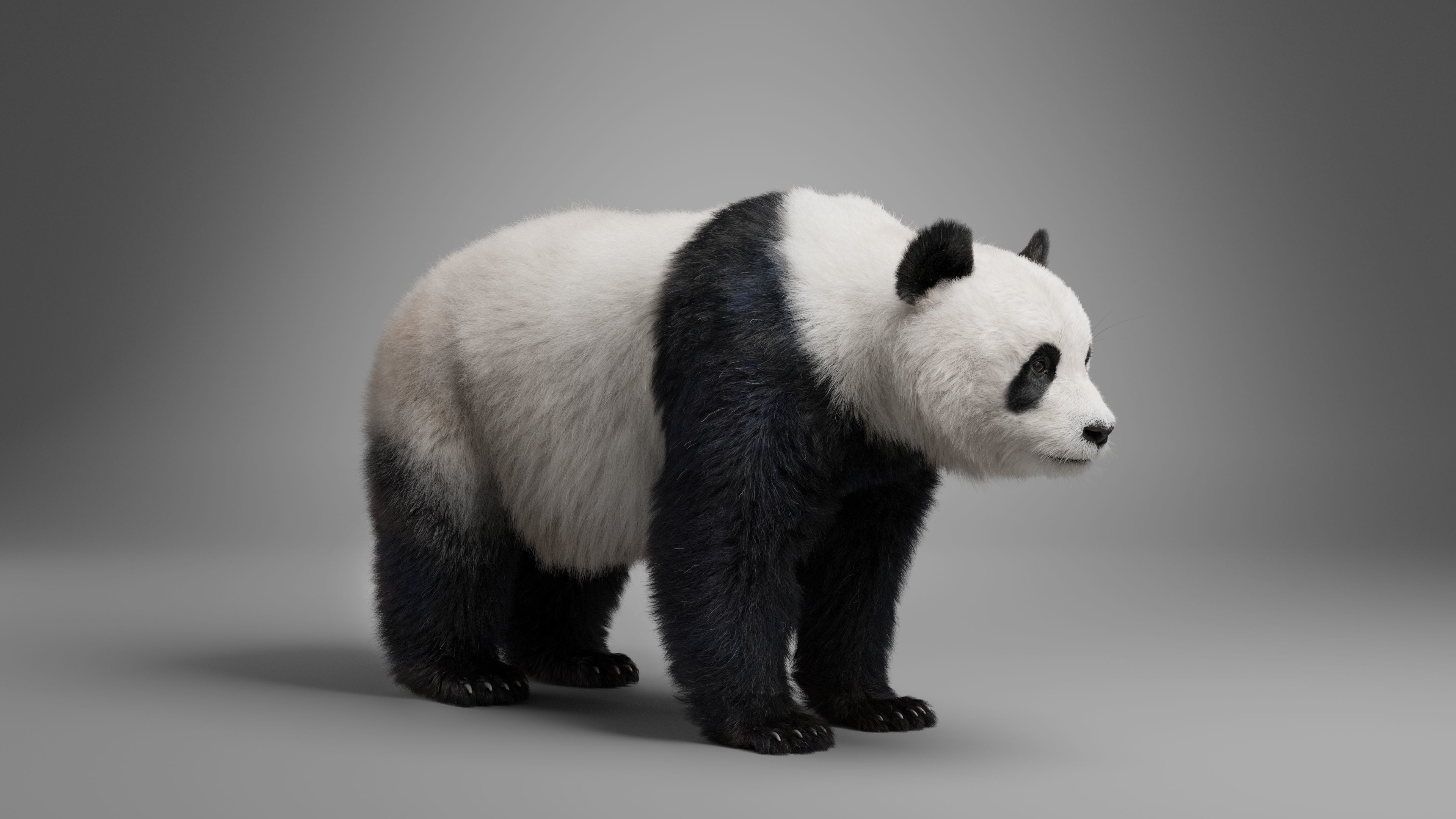 Panda Animation Vfx Grace 3D model animated rigged | CGTrader
