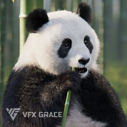Panda Animation Vfx Grace 3D model animated rigged | CGTrader