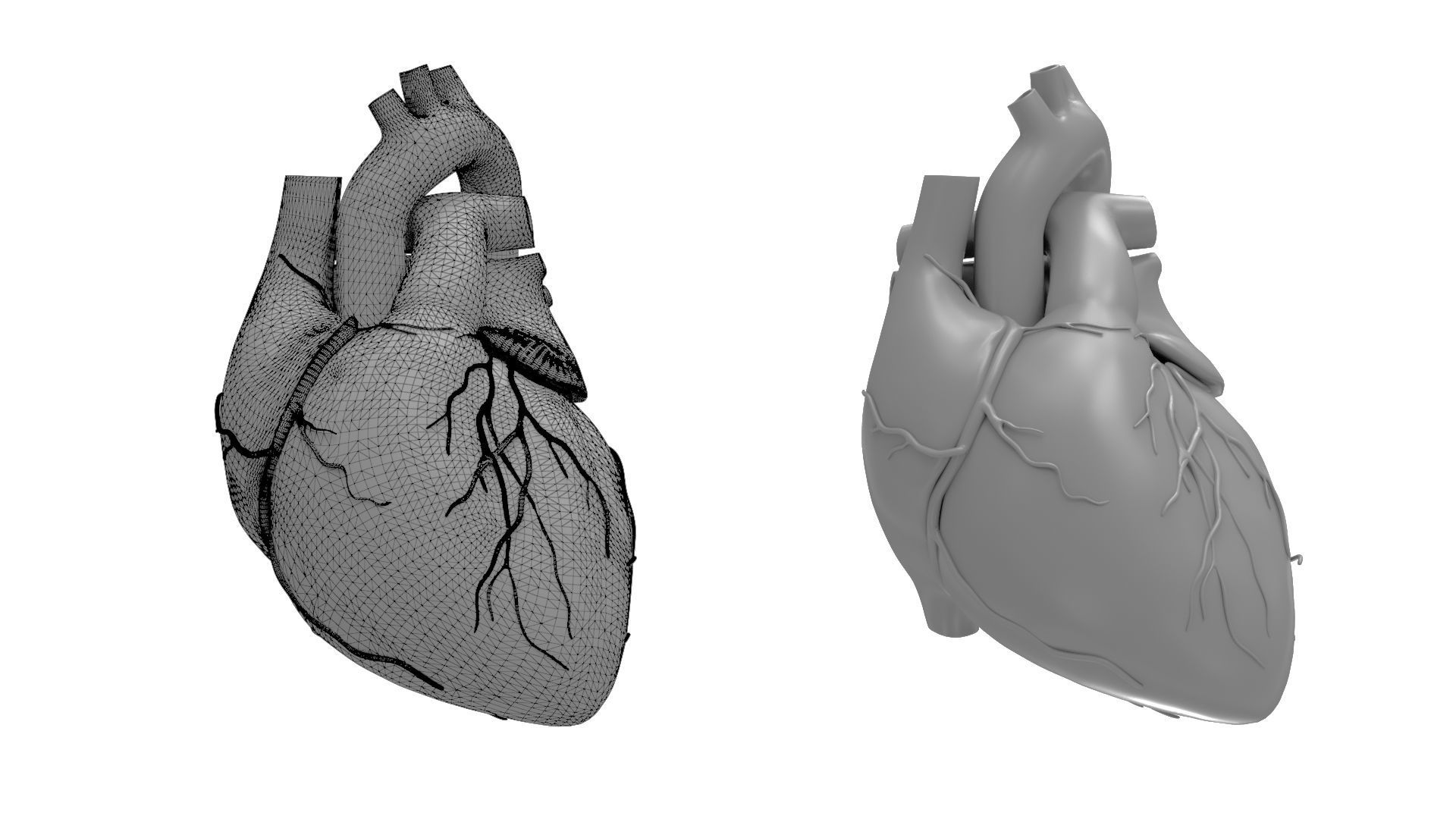 Printable Human Heart 3D model 3D printable | CGTrader
