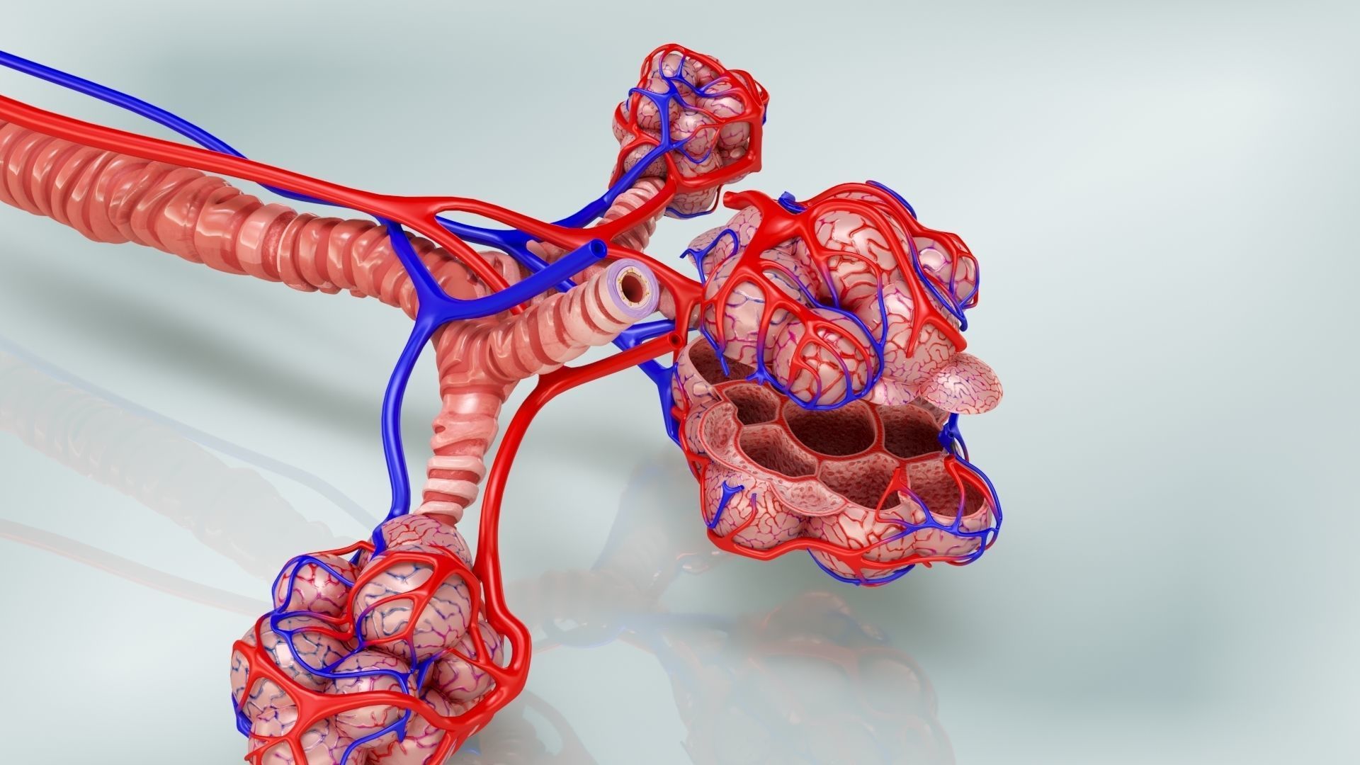 Alveoli with CrossSection 3D model | CGTrader