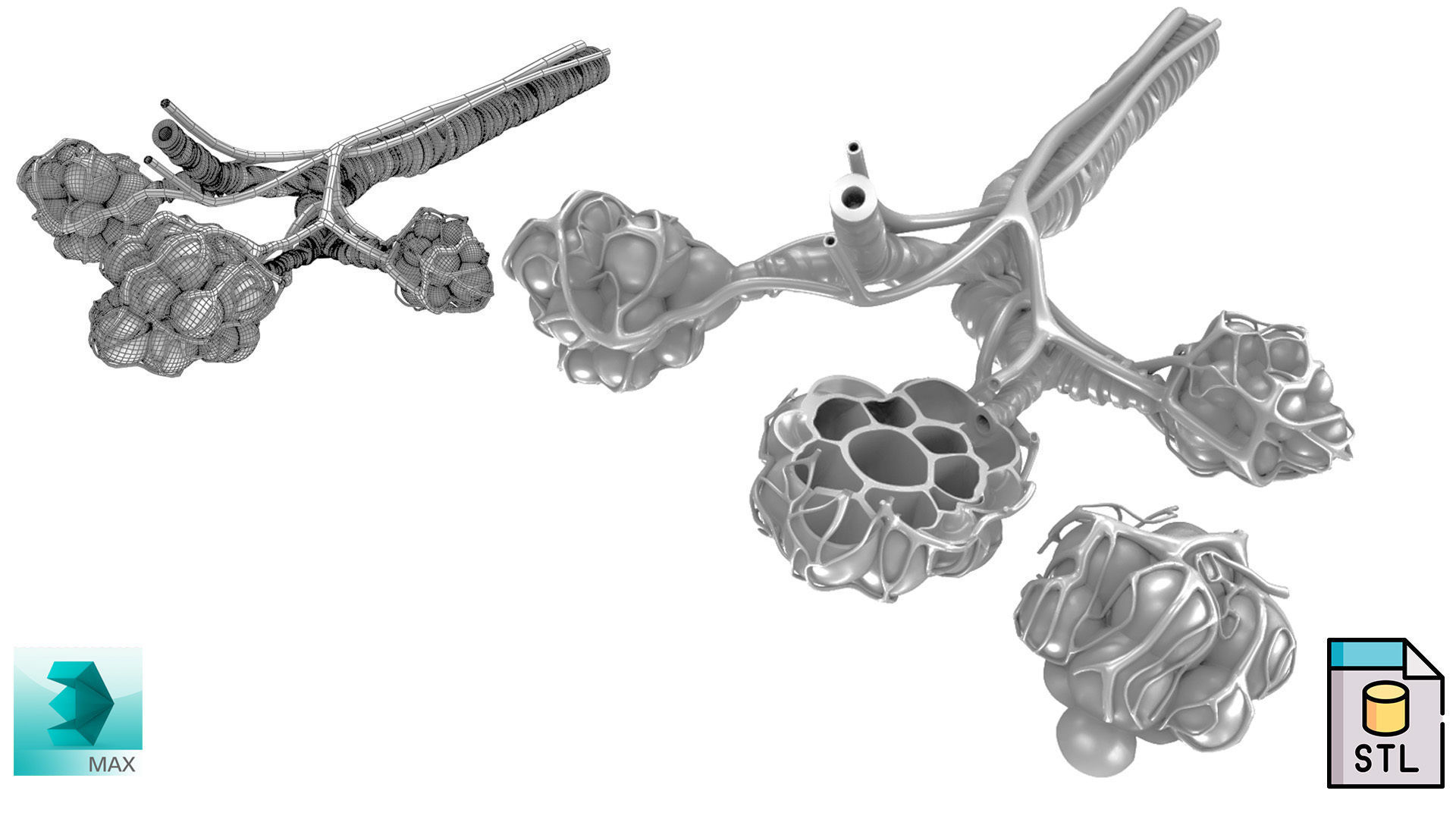 Printable Alveoli with Cross-Section 3D model 3D printable | CGTrader