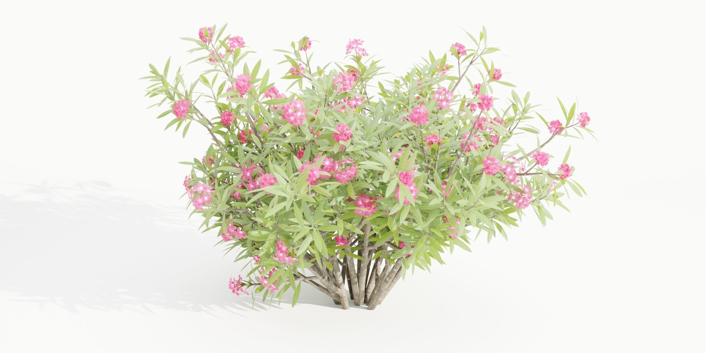 Nerium Oleander-Grass Garden vol 117-Blender 3D model | CGTrader