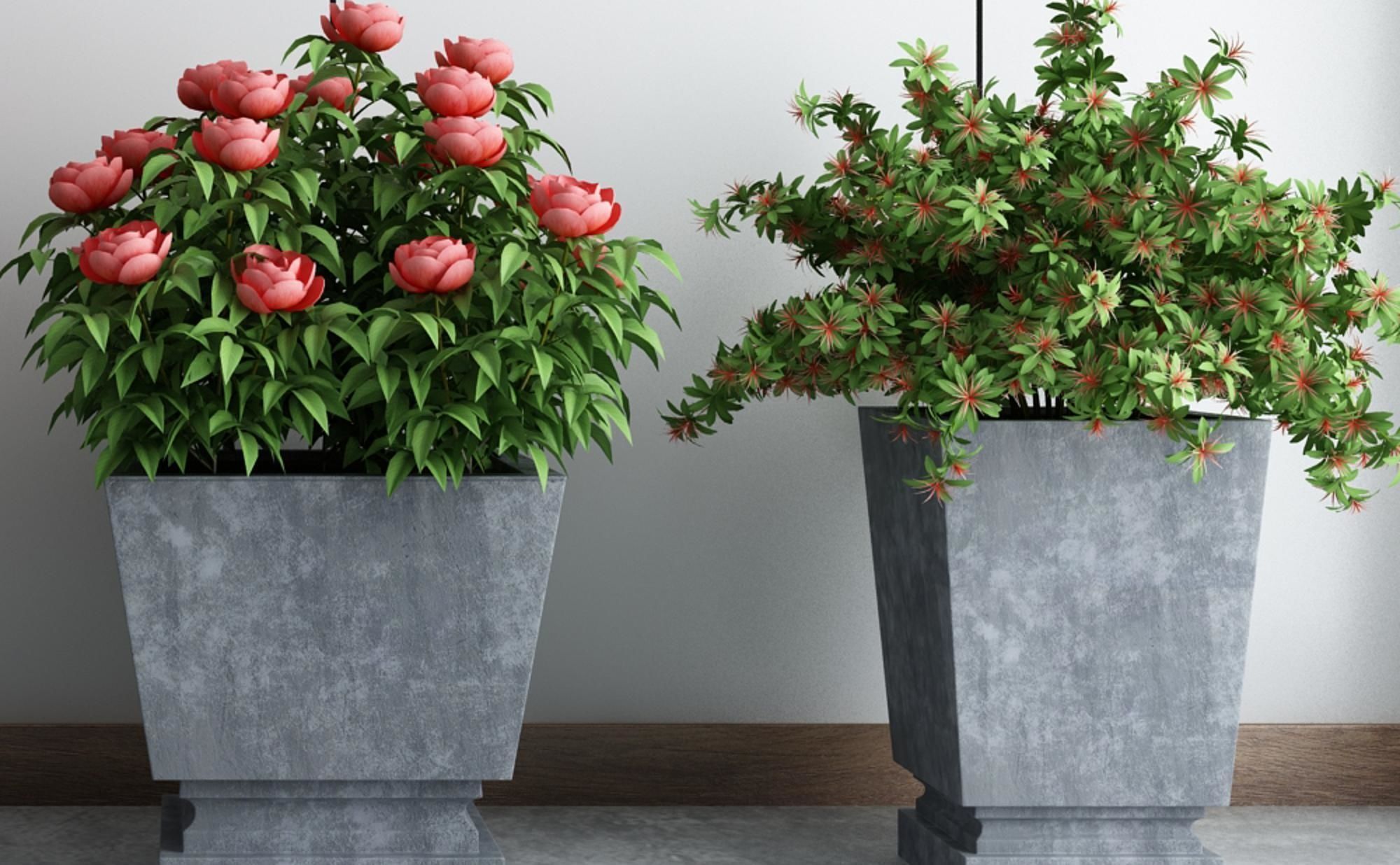 Potting Plant Modern 3D model | CGTrader