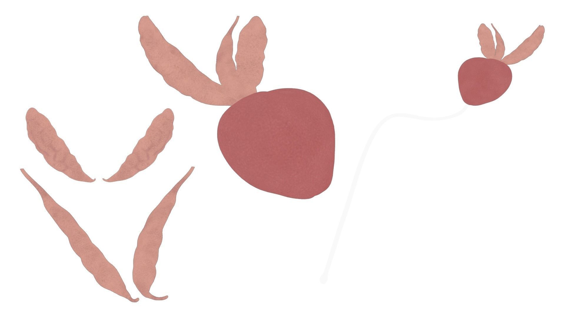 Prostate Anatomy 3D model | CGTrader