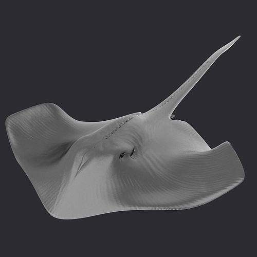 3D model Stingray VR / AR / low-poly | CGTrader