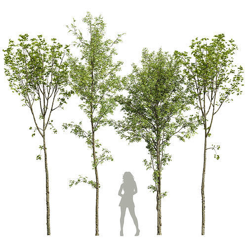 spring trees 03 3D model | CGTrader