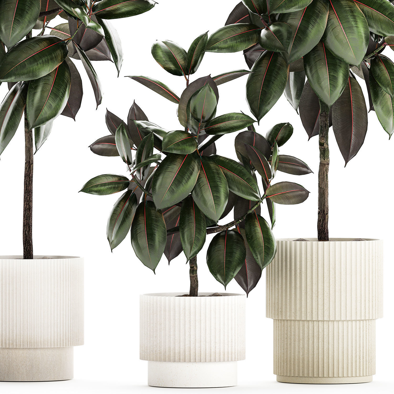 Small ornamental trees in pots with Ficus elastica 1432 3D model | CGTrader