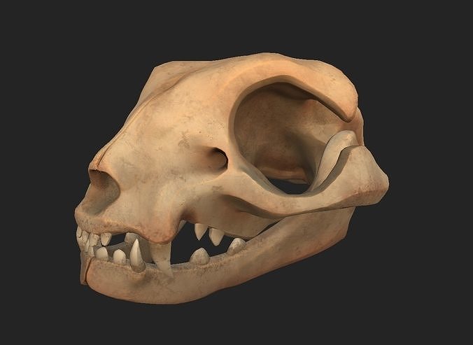 3D model Stylized Cat Skull VR / AR / low-poly | CGTrader