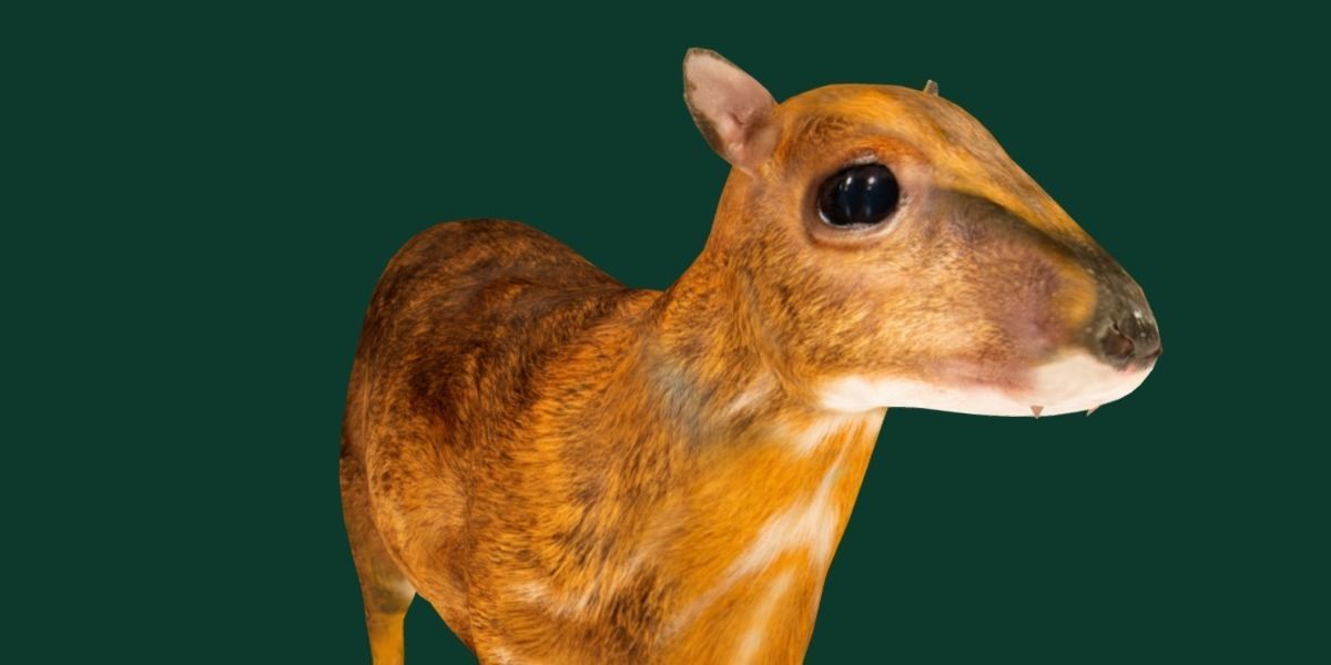 3D model Fanged Mouse-Deer Chevrotain Animal VR / AR / low-poly | CGTrader