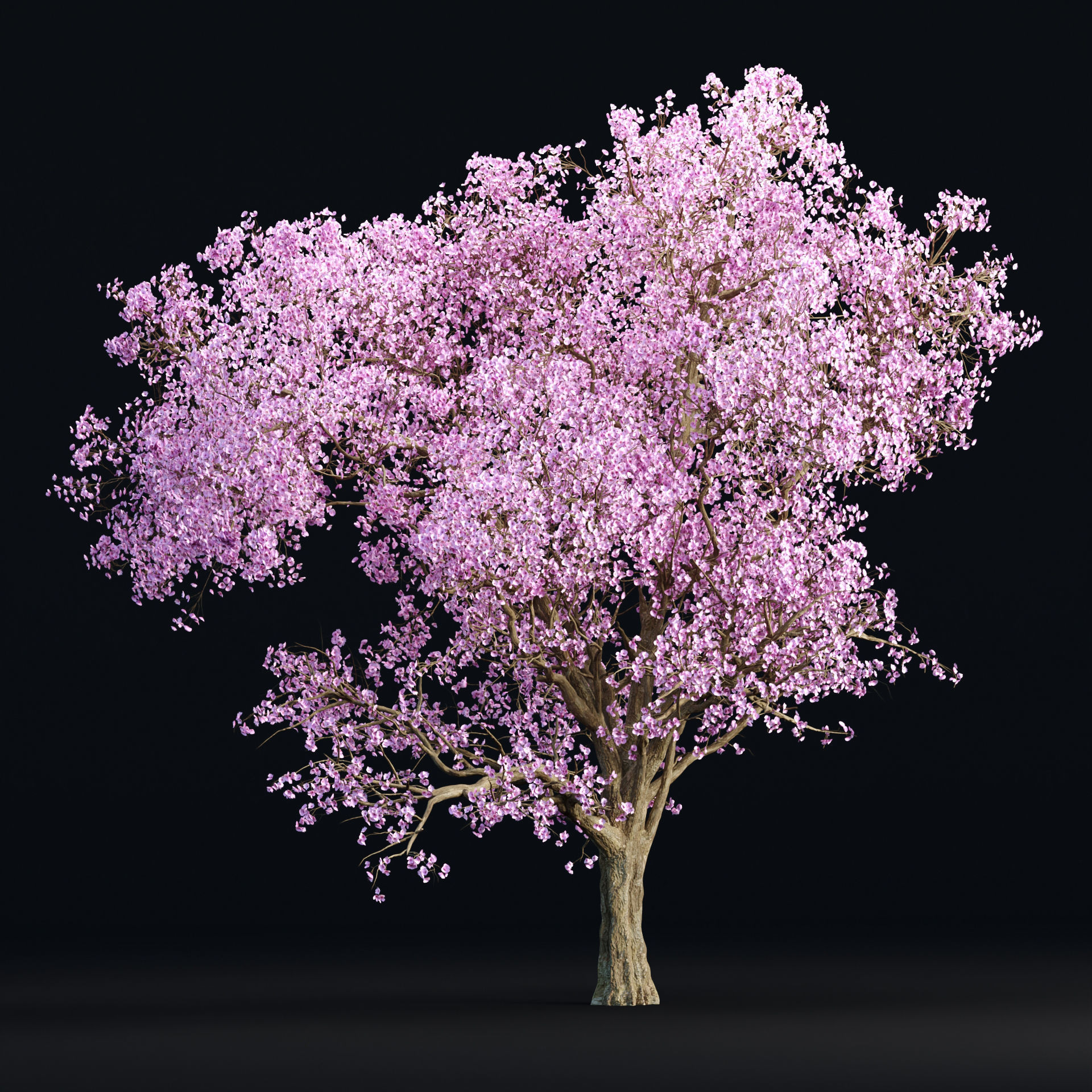 East Asian Cherry vol 239 3D model | CGTrader