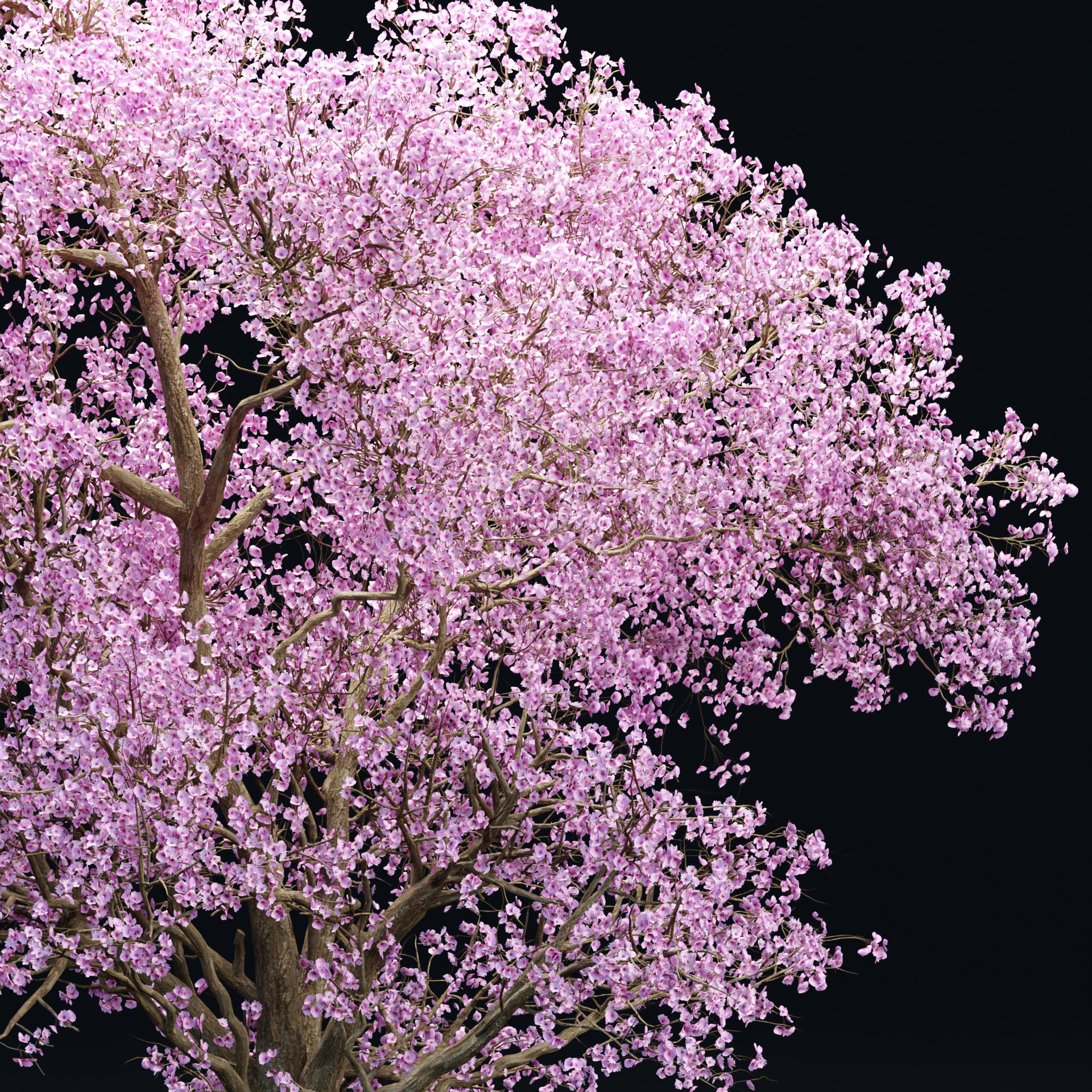 East Asian Cherry vol 239 3D model | CGTrader