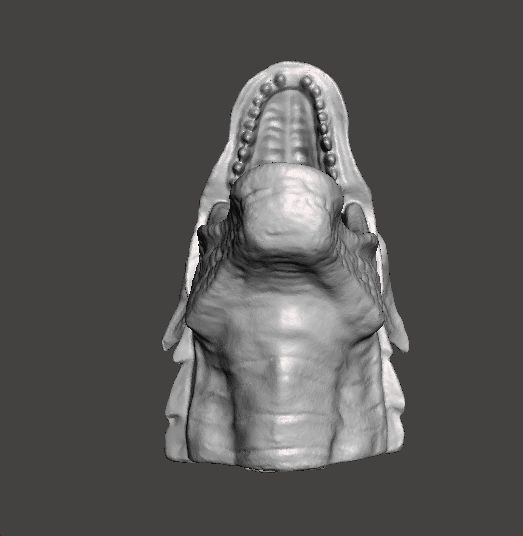 MH TIGREX HEAD PVC PLASTIC FIGURE TOY MODEL DRAGON MONSTER 3D model 3D ...