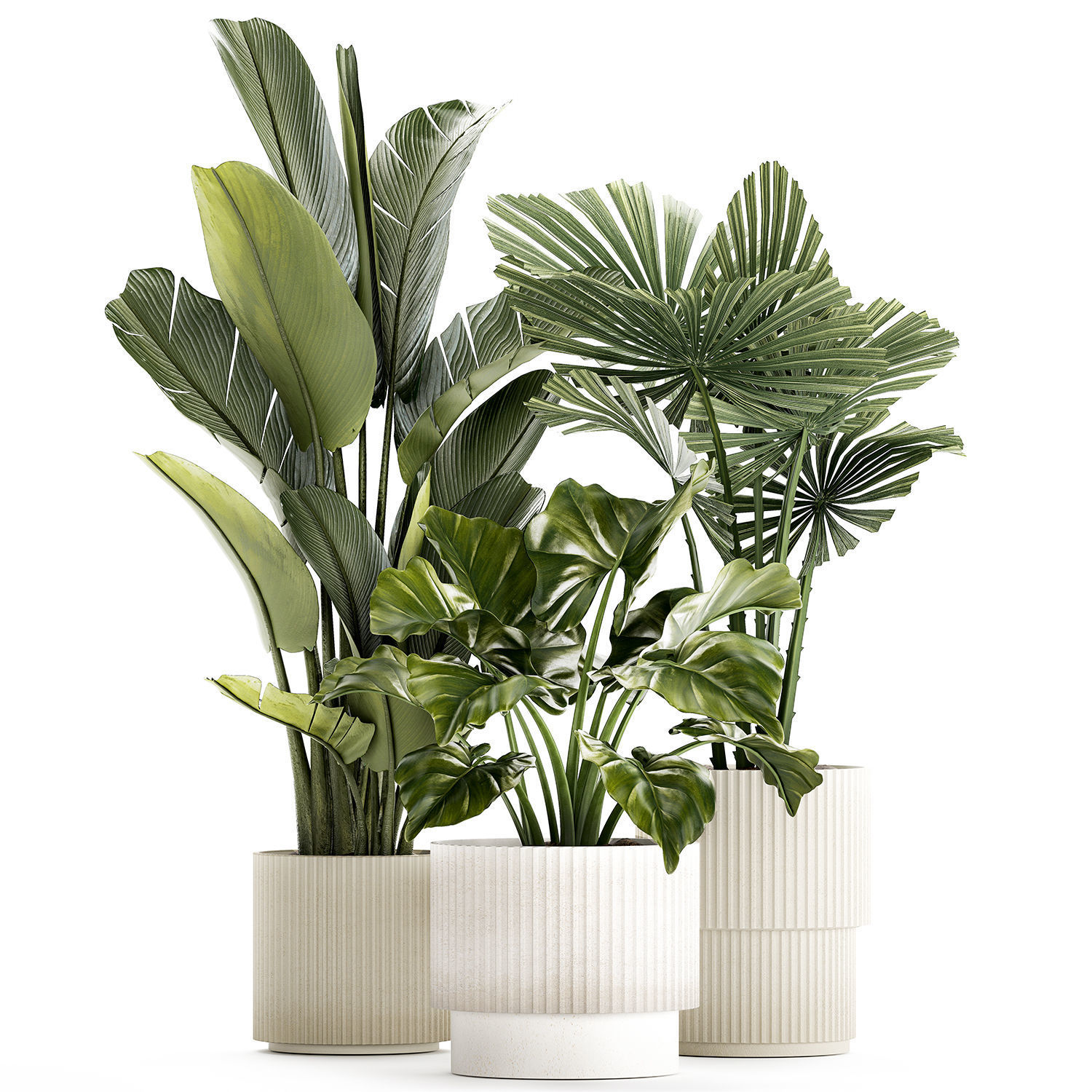 small plants white modern pots Strelitzia Licuala fan palm 1436 3D ...
