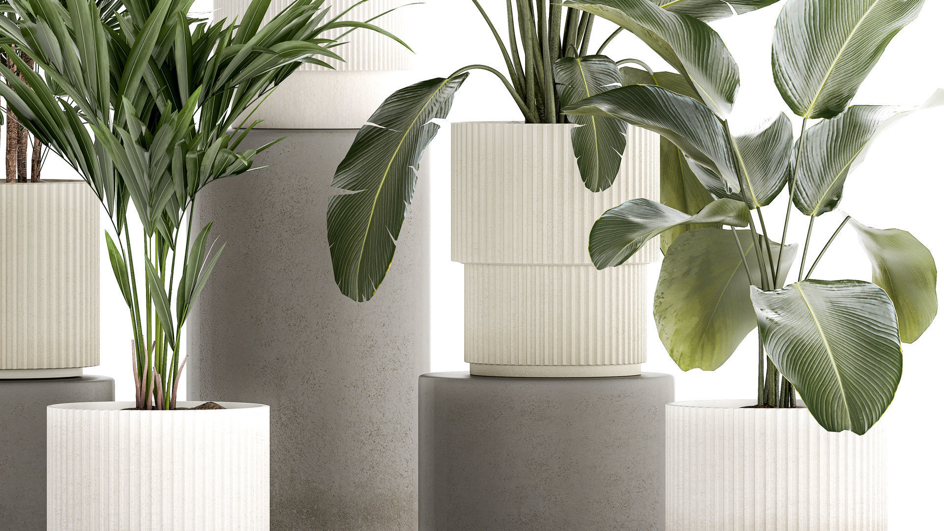 Small plants in white pots Strelitzia Calathea lutea palm 1437 3D model ...