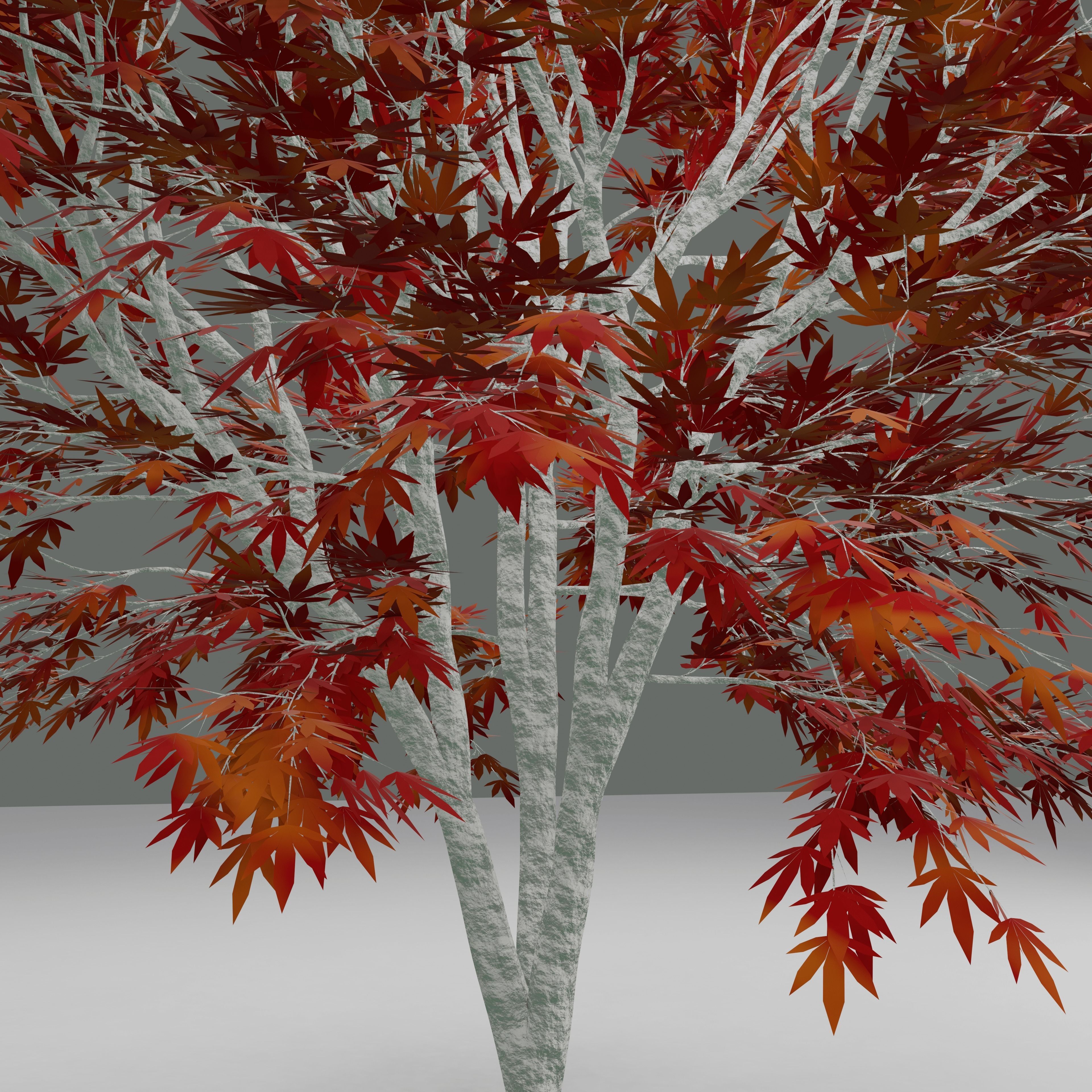 JAPANESE MAPLE TREE - ACER PALMATUM 3D model | CGTrader