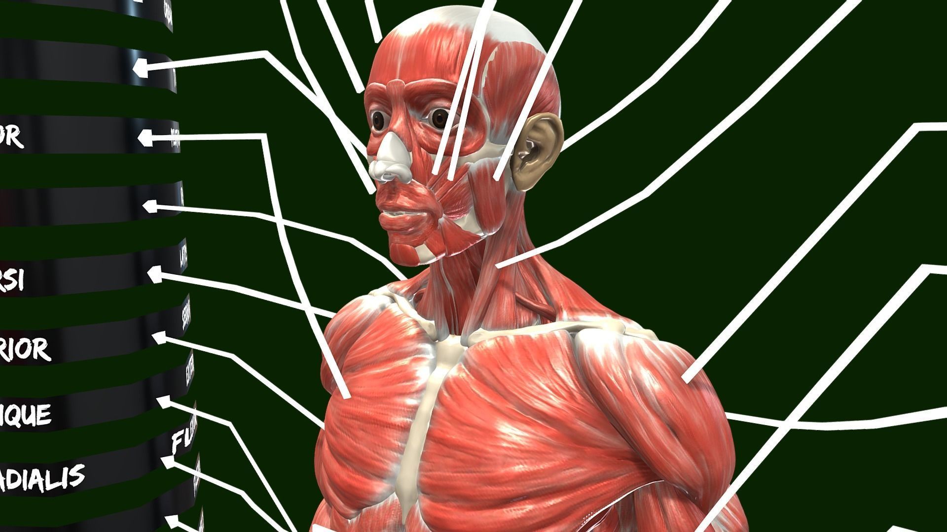 3D model Muscle system in human body - Muscular system VR / AR / low ...