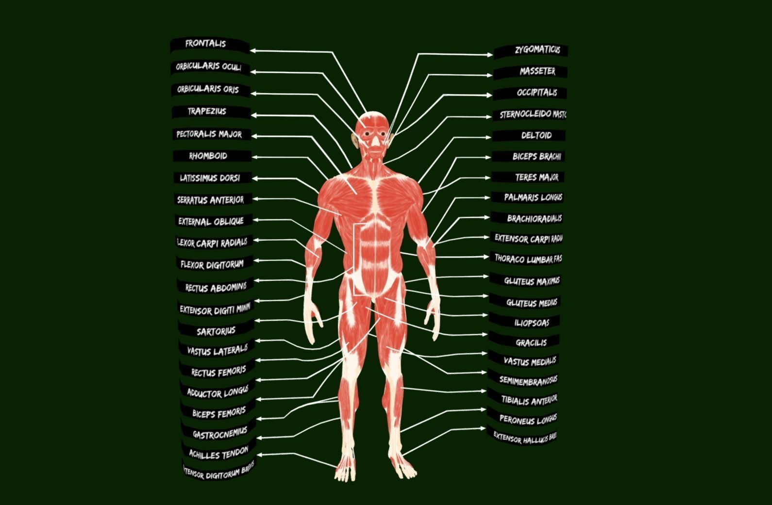 3D model Muscle system in human body - Muscular system VR / AR / low ...