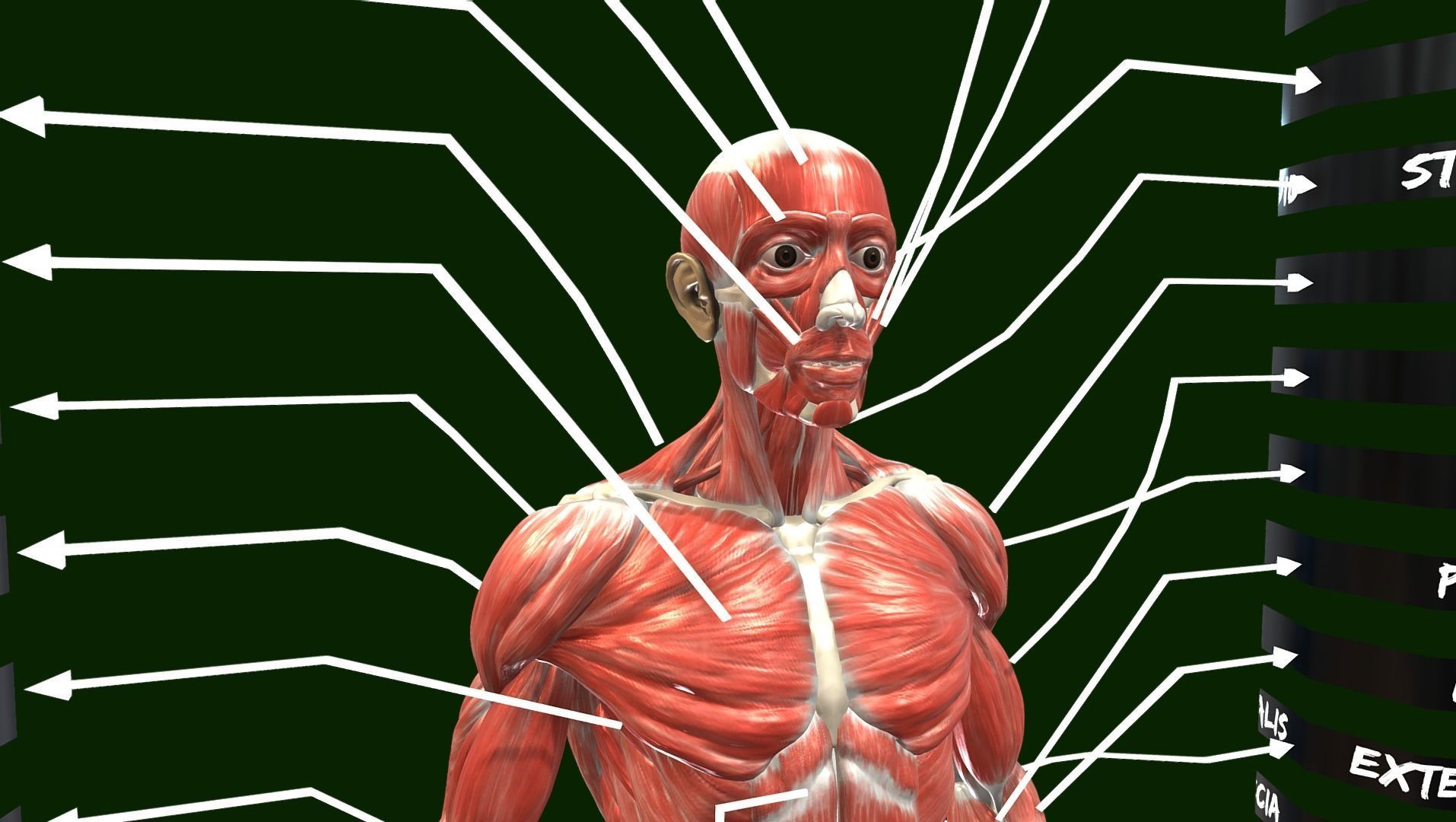 3D model Muscle system in human body - Muscular system VR / AR / low ...