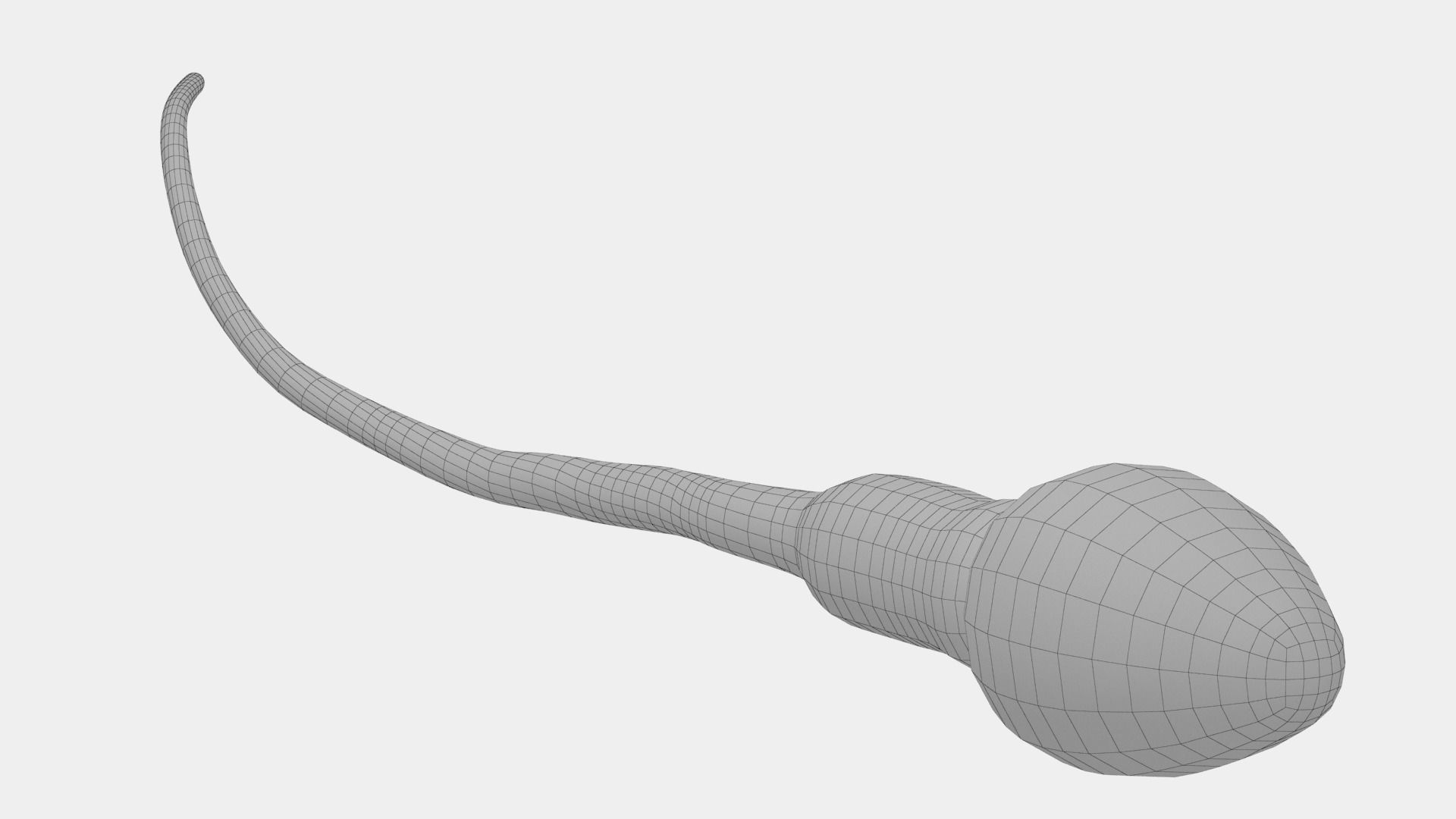 Human Sperm Cell 3D model animated rigged | CGTrader