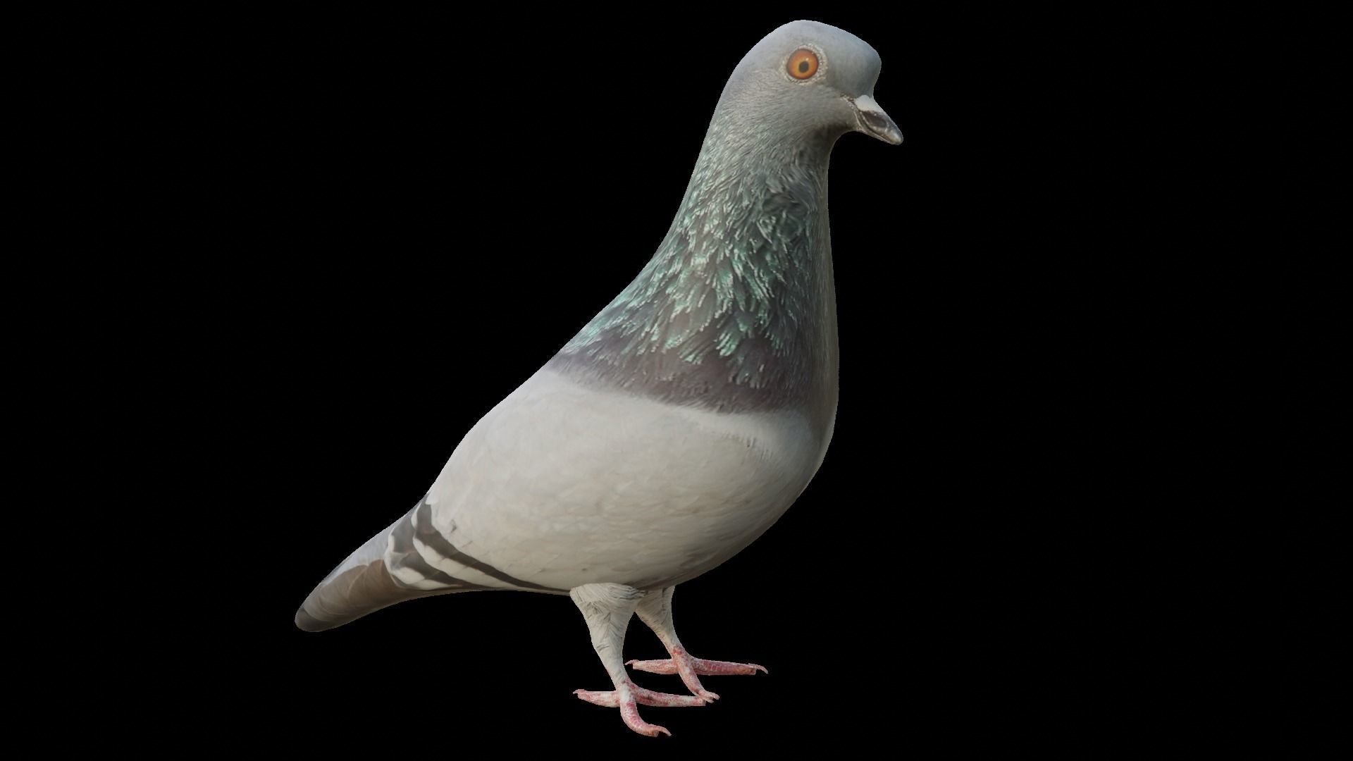 3D model Pigeon VR / AR / low-poly | CGTrader
