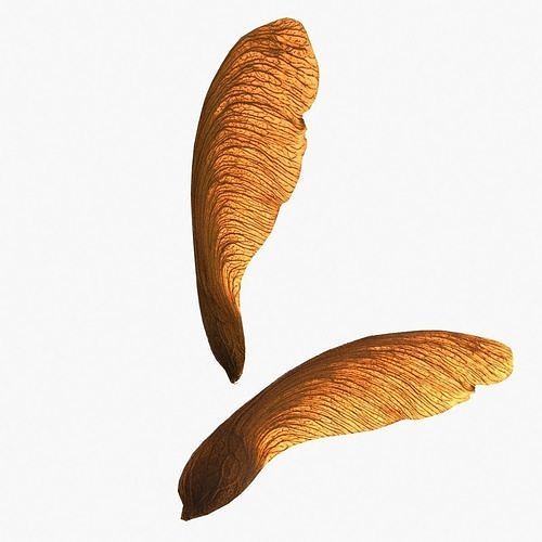 3D model 3D Maple Seed VR / AR / low-poly | CGTrader