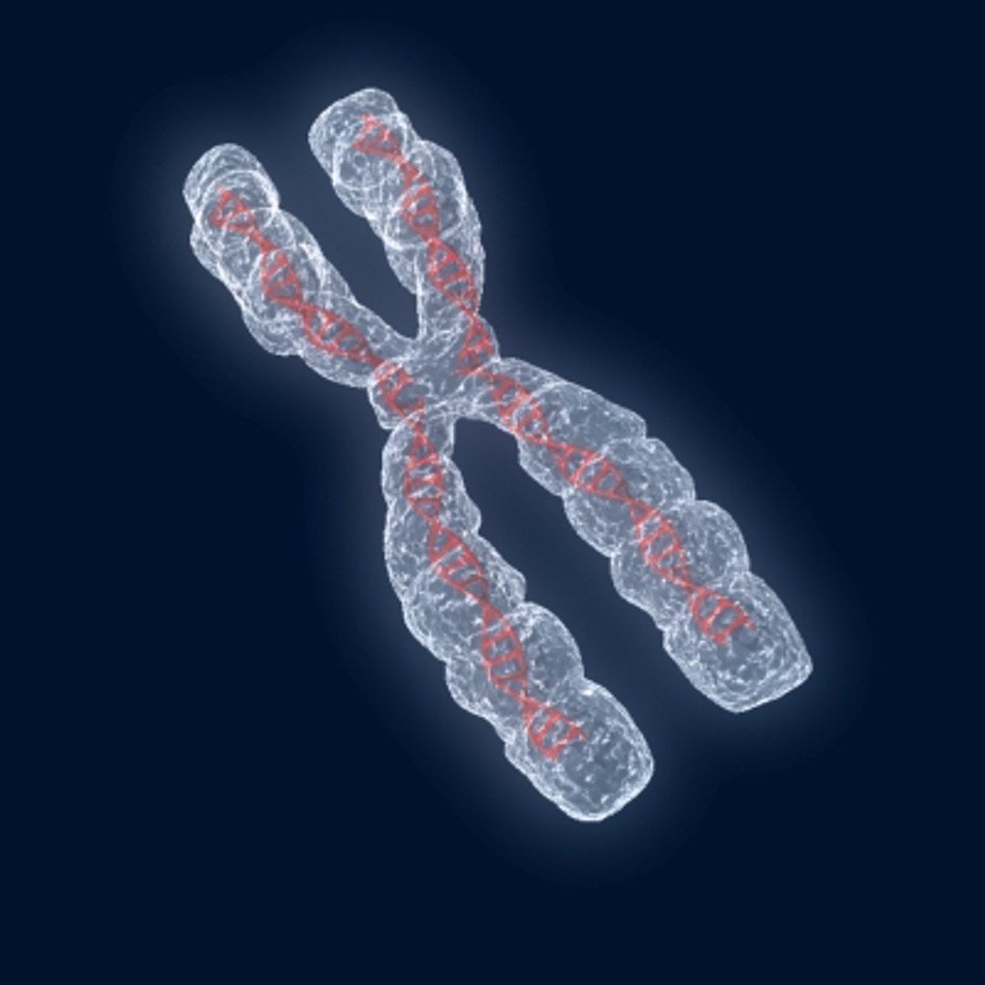 Chromosome 3D model 3D model | CGTrader