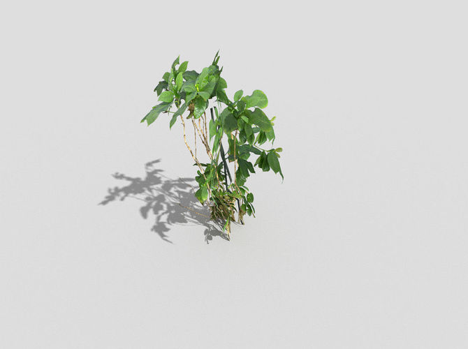 3D model Low poly Plant VR / AR / low-poly | CGTrader