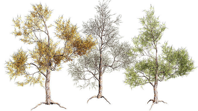 Highly Detailed Gum Tree 3D Models free VR / AR / low-poly 3D model ...