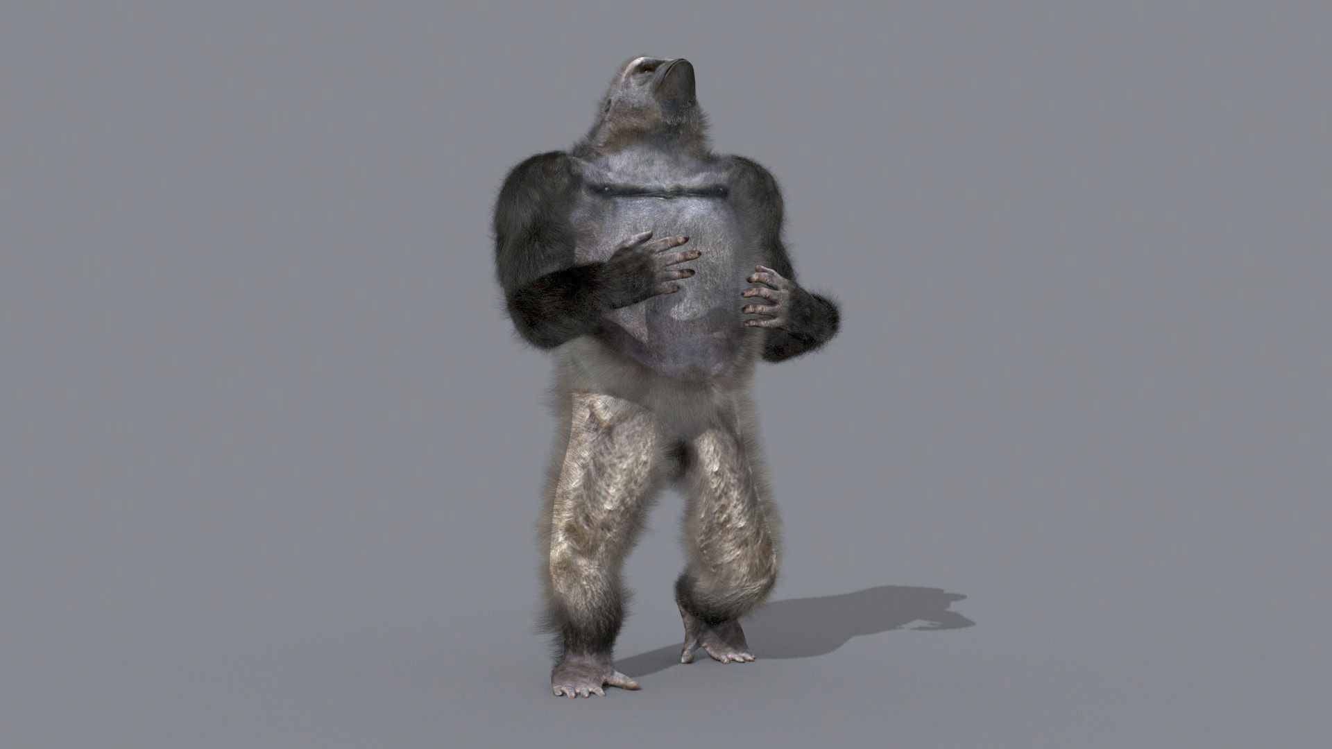 C Silverback Gorilla 8K- 3d animated 3D model animated rigged | CGTrader