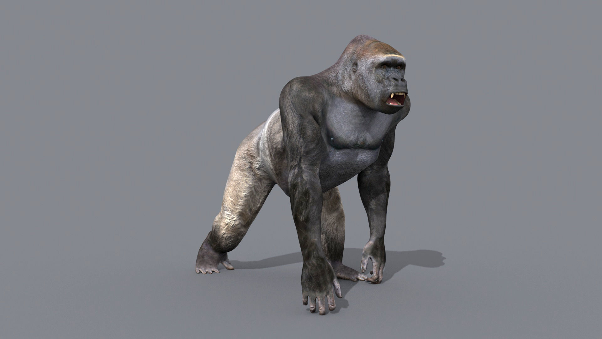 C Silverback Gorilla 8K- 3d animated 3D model animated rigged | CGTrader
