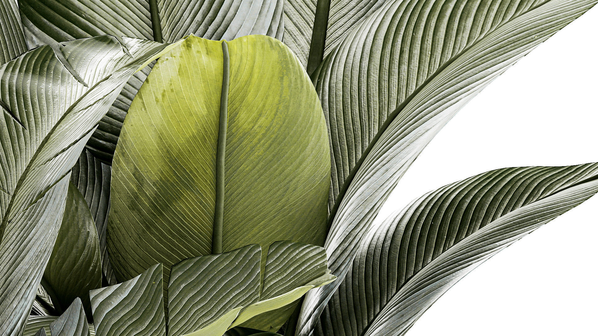 Set Of White Modern Potted Strelitzia Monstera 1443 3D model | CGTrader