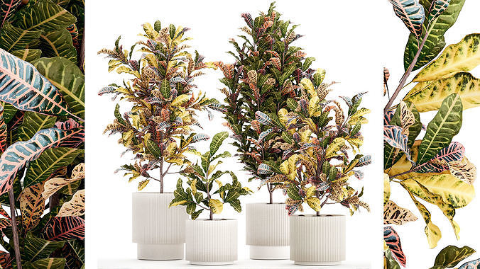 Collection of white potted plants of small Croton trees 1445 3D model ...