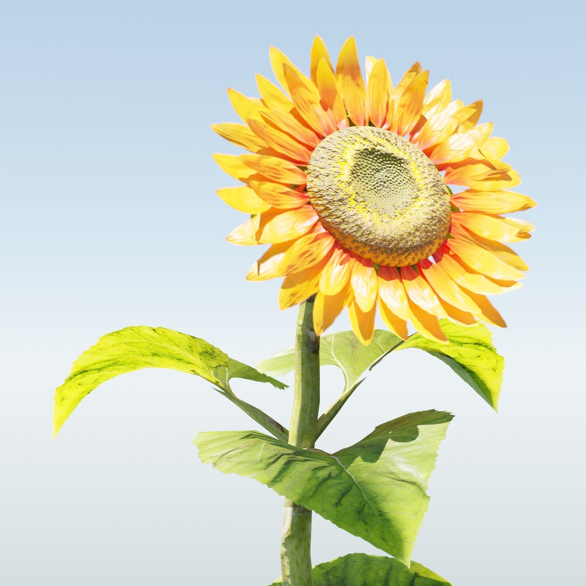 Sunflowers vol 151-Blender 3D model | CGTrader