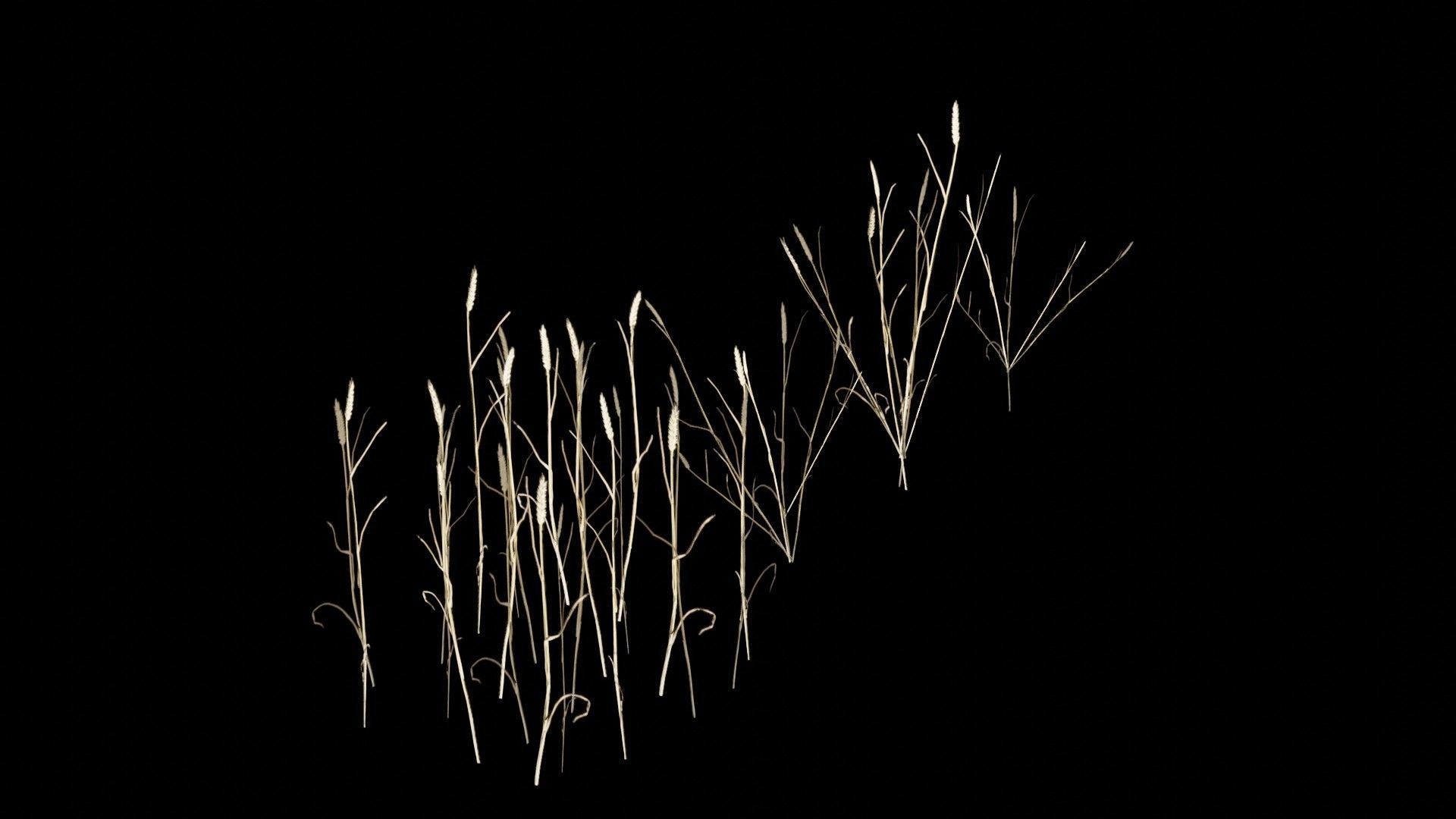 Wheat 3d model free VR / AR / low-poly 3D model | CGTrader