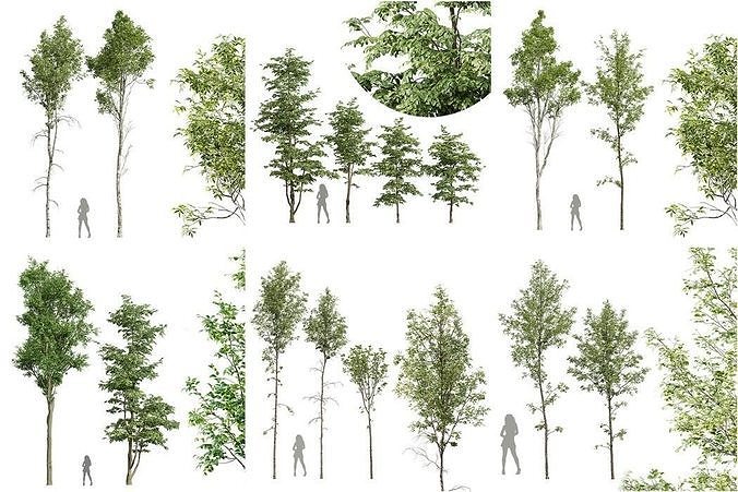 6 Different SETS of Tree SET VOL110 3D Model Collection | CGTrader
