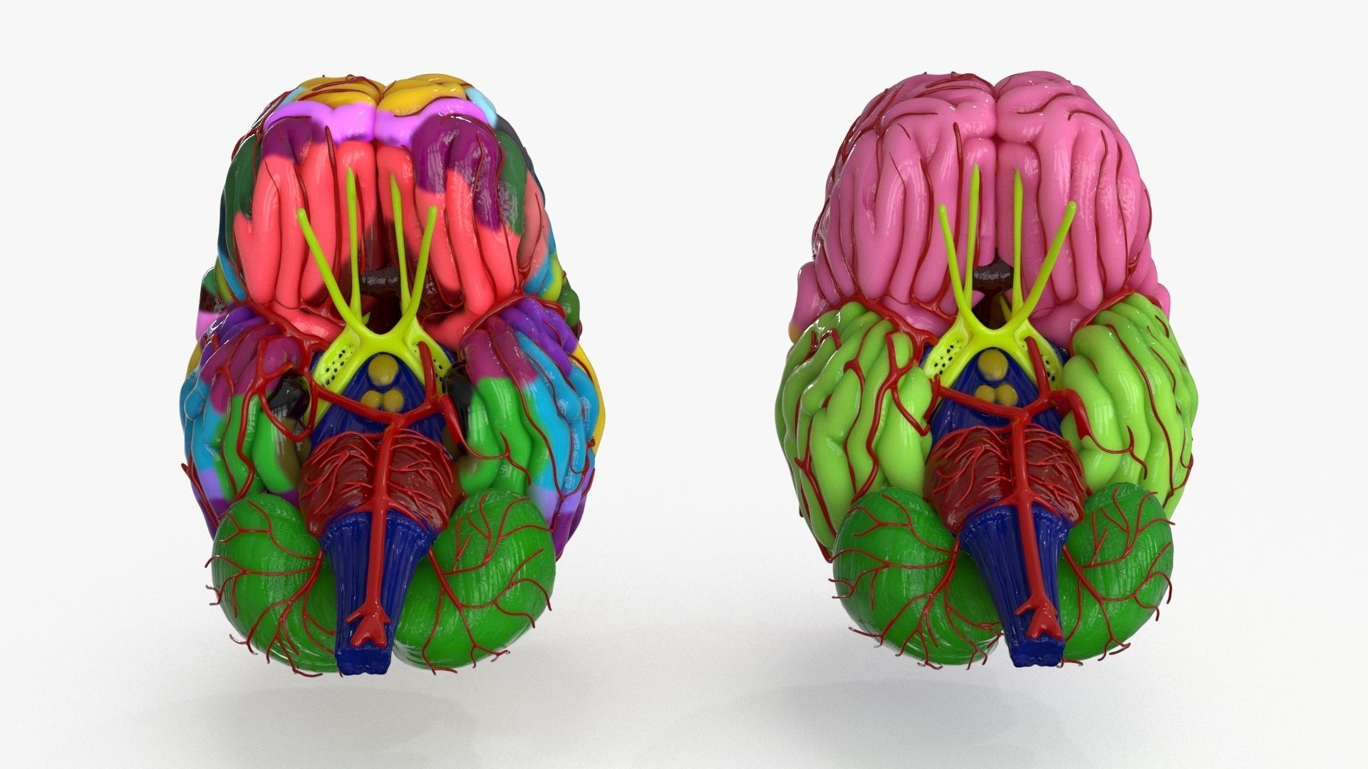 3D model Brain Schematic VR / AR / low-poly | CGTrader