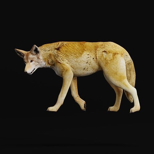 Red Wolf Canine Animal 3D model animated rigged | CGTrader