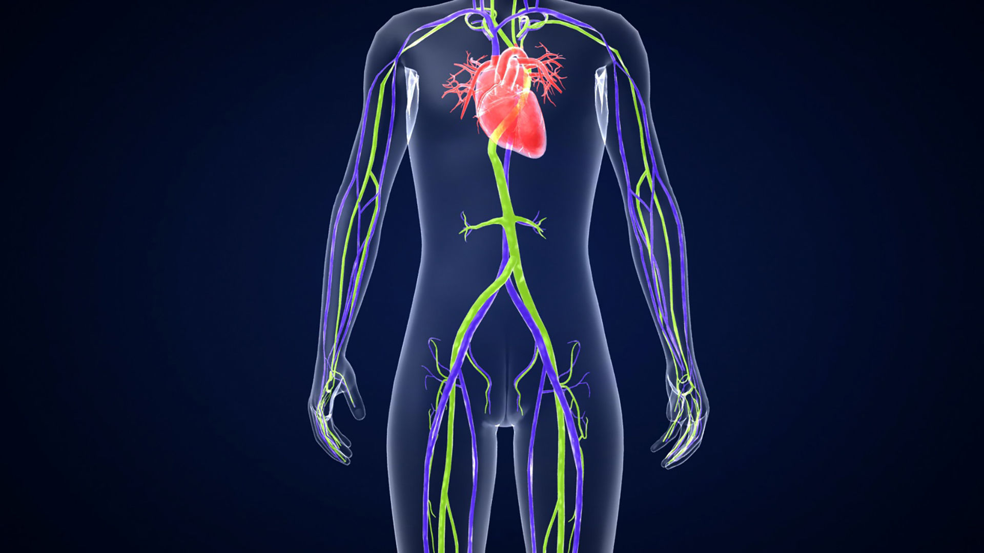 human body medical science parts skeleton nervous arteries 3D model ...