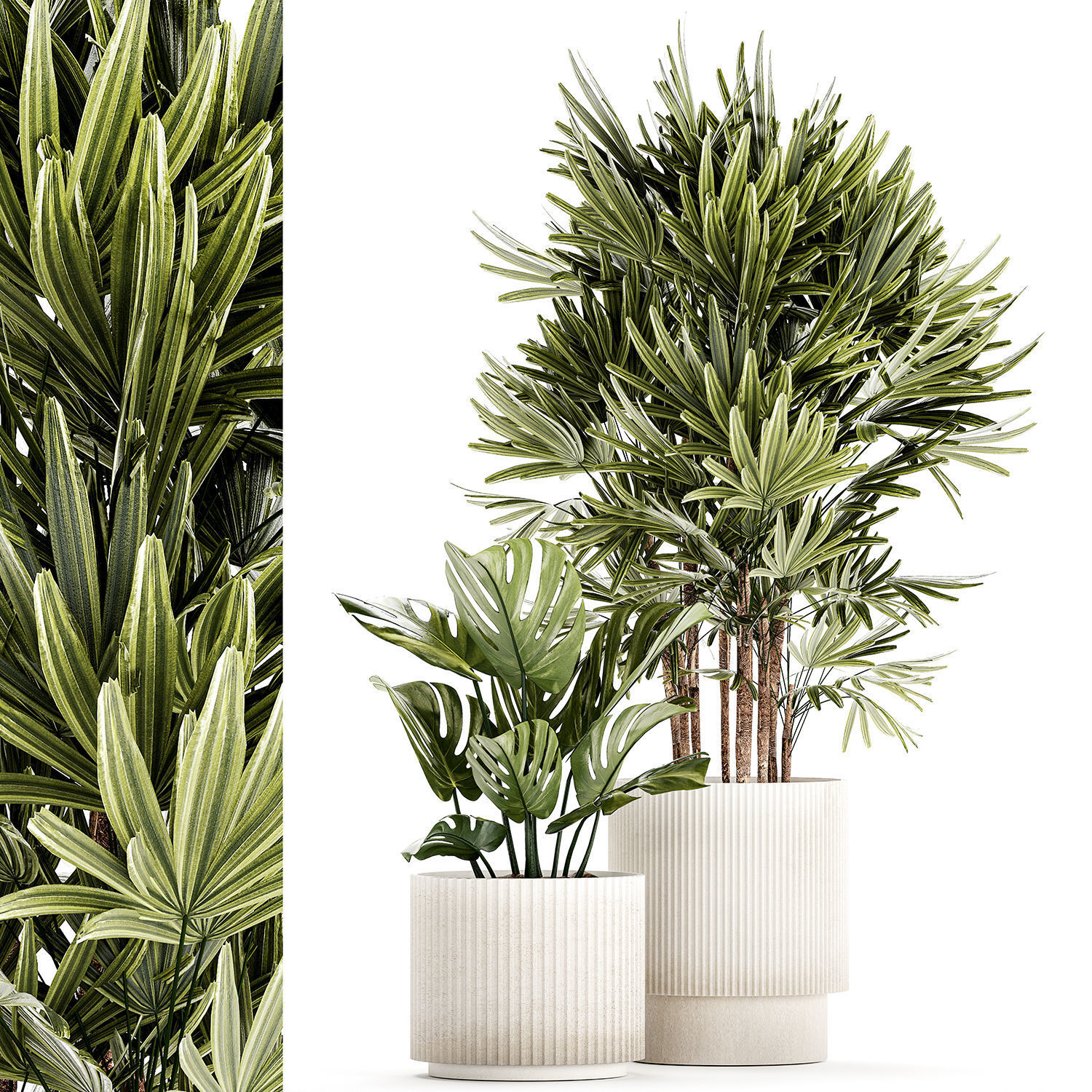 Small white potted plants Monstera Raphis palm 1448 3D model | CGTrader