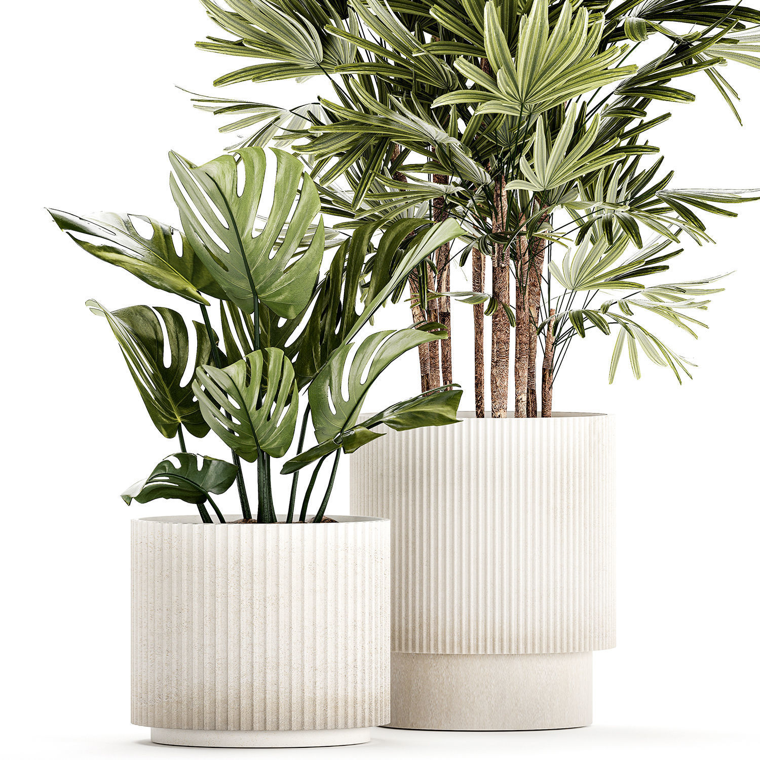 Small white potted plants Monstera Raphis palm 1448 3D model | CGTrader