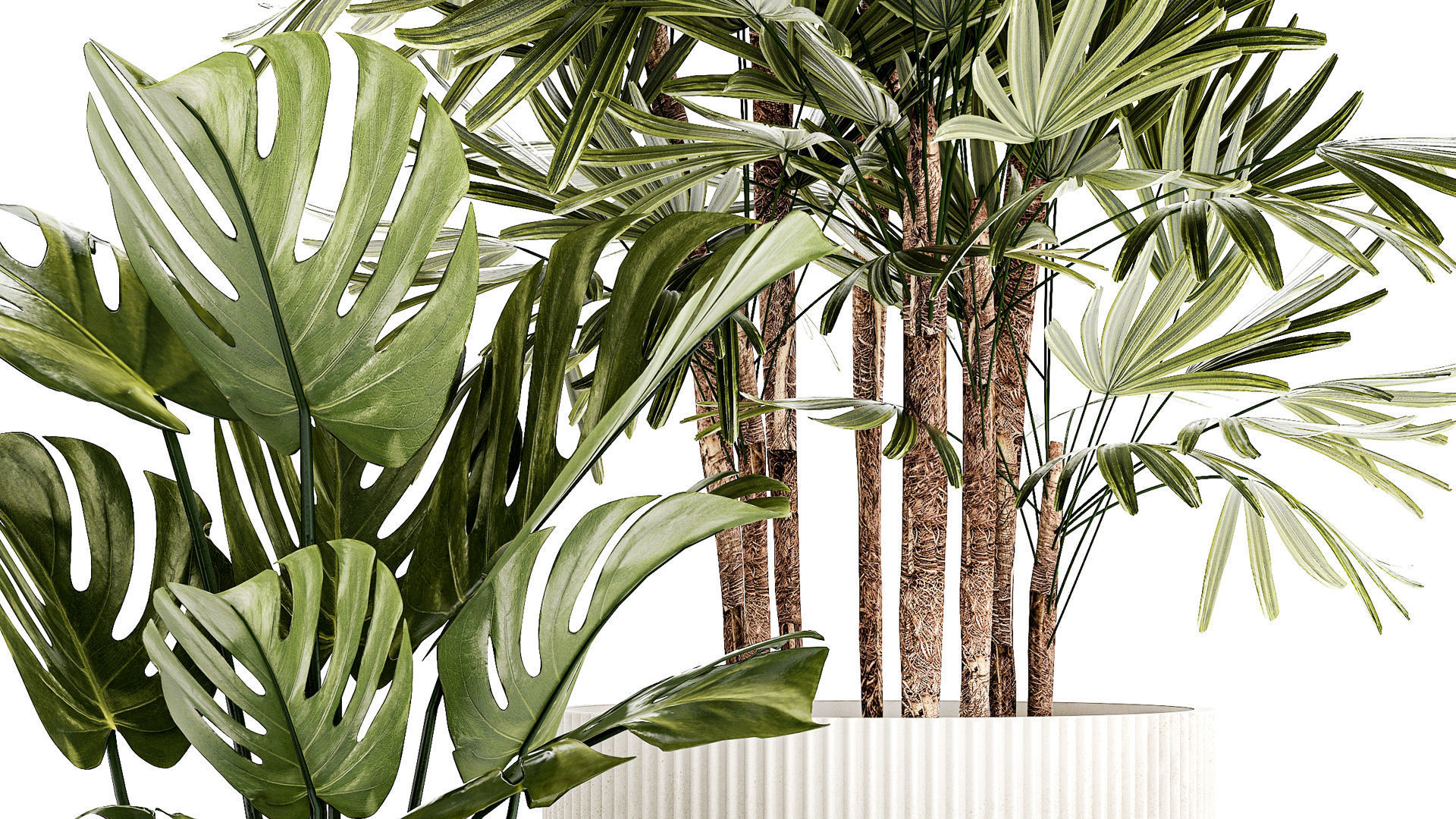 Small white potted plants Monstera Raphis palm 1448 3D model | CGTrader