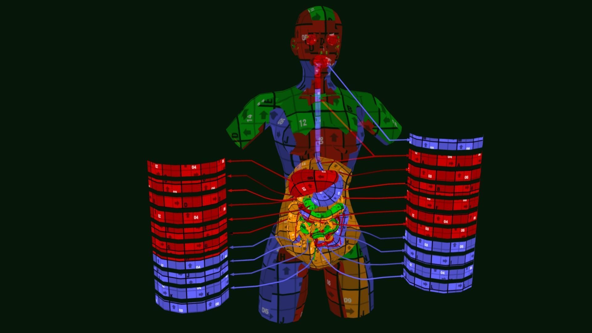 3D model Human Digestive System - Female Digestive System VR / AR / low ...