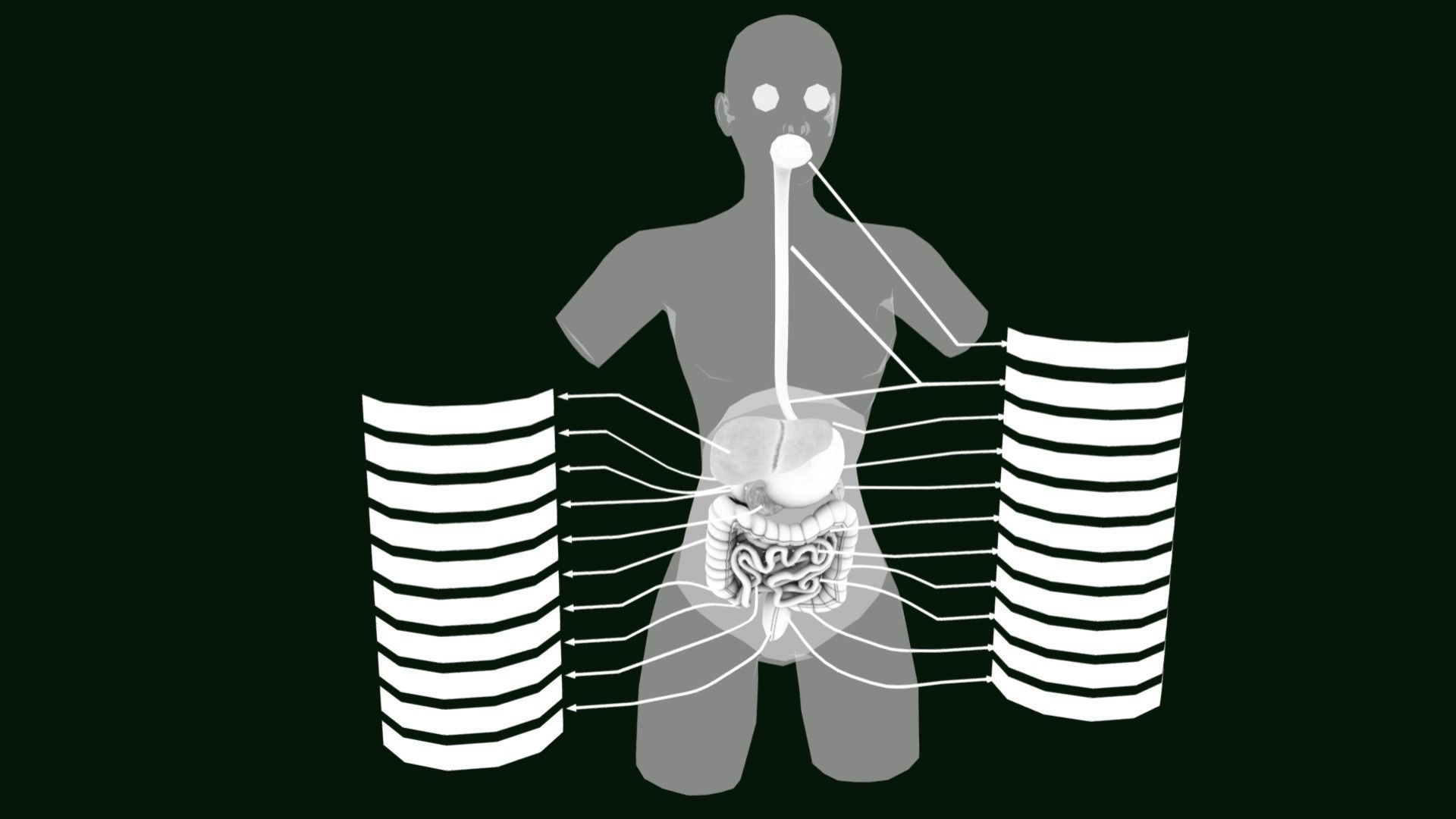 3D model Human Digestive System - Female Digestive System VR / AR / low ...